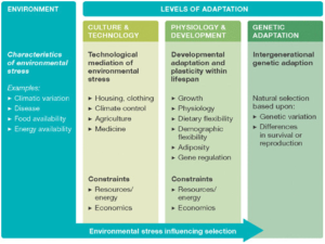Stages of ecological adaptation of man - FOTIS EDU